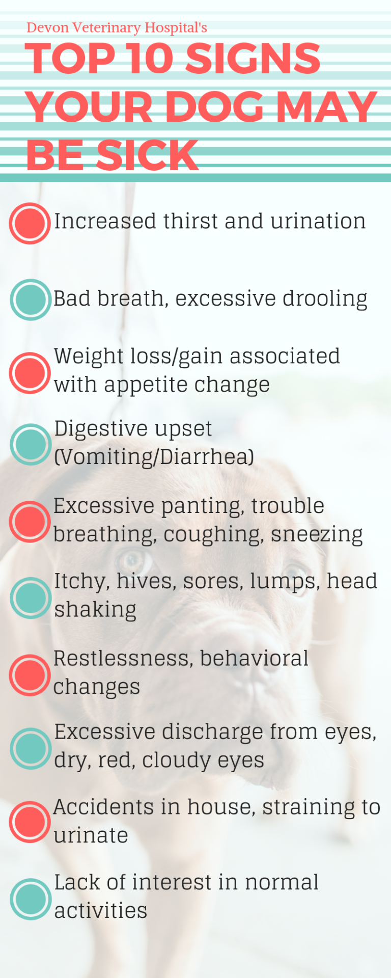 Pet Care Infographics | Devon Veterinary Hospital